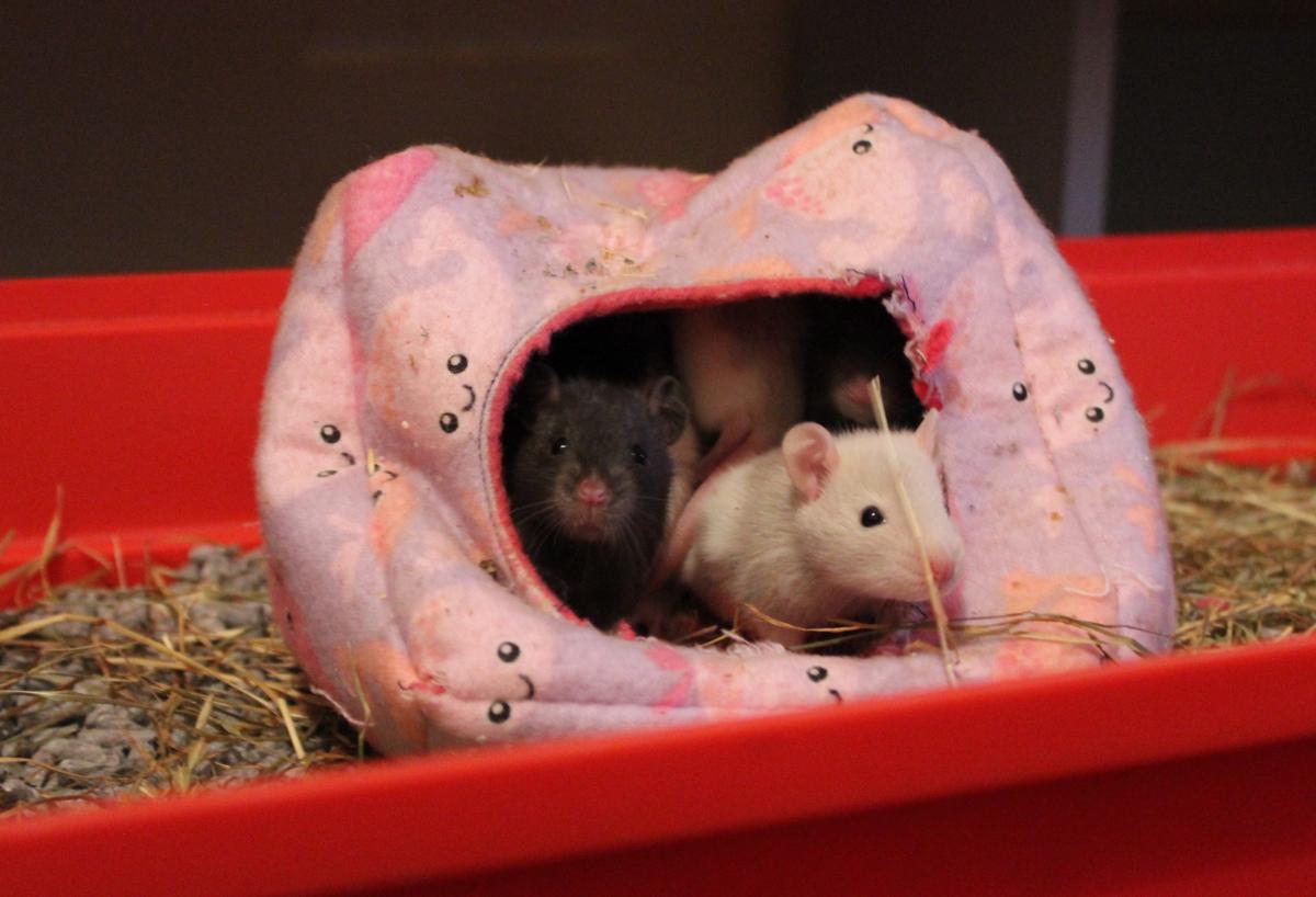 Exotic and indoor pets finding favour with apartment dwellers –The Citizen