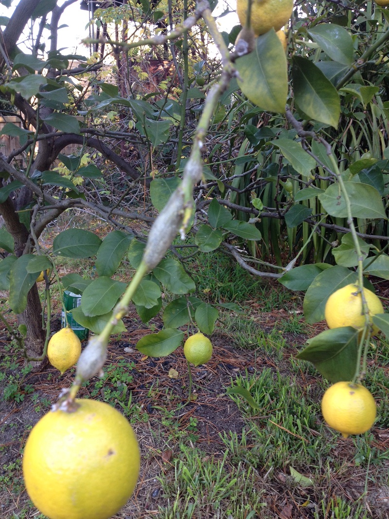 The gall! The fight to save a backyard favourite – The Citizen