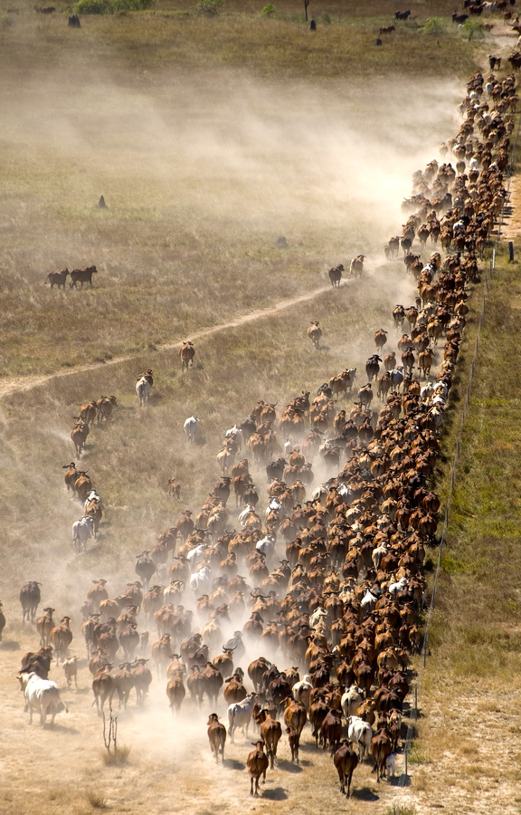 Gyrocopters flying under the radar in outback mustering – The Citizen