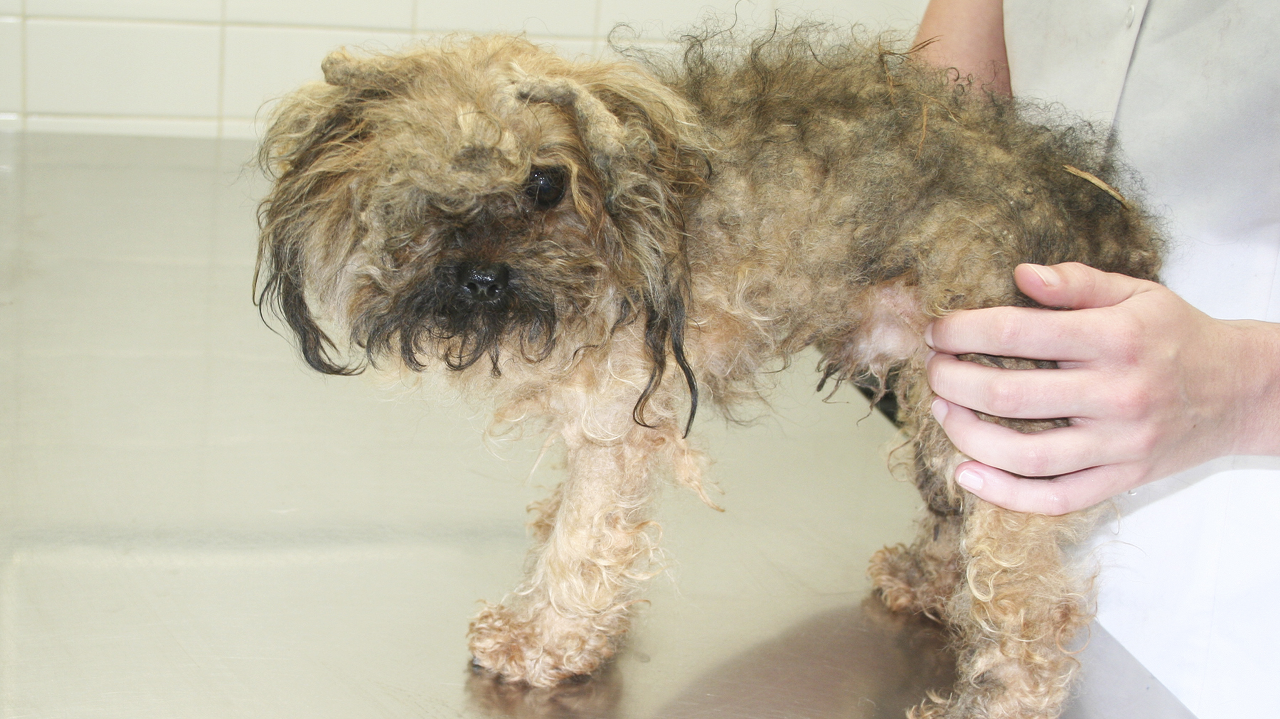 Fears pet profiteers are cashing in on the locked-down and lonesome ...