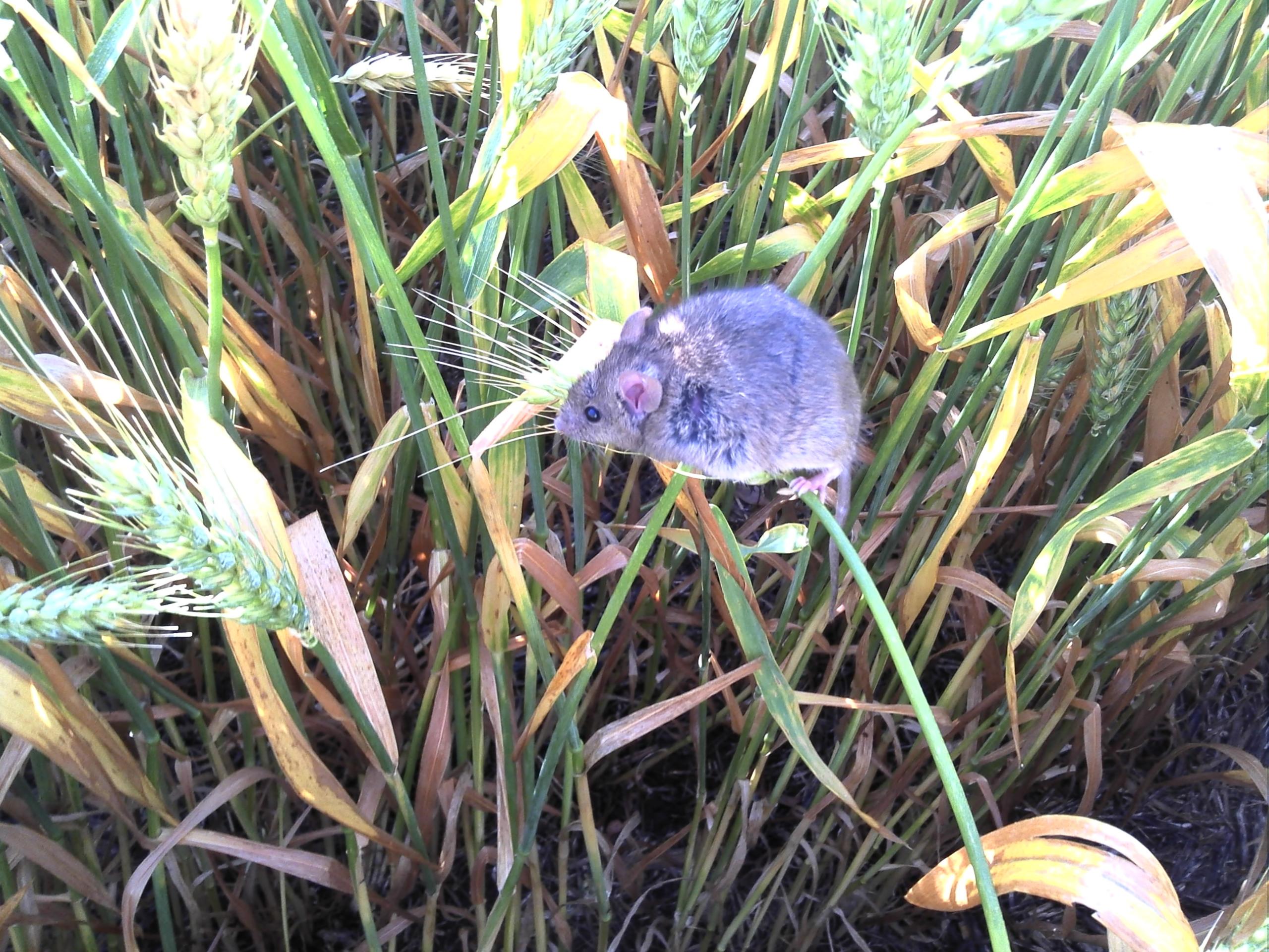 SWARM: The boom and bust of Australia’s horror mouse plagues – The Citizen