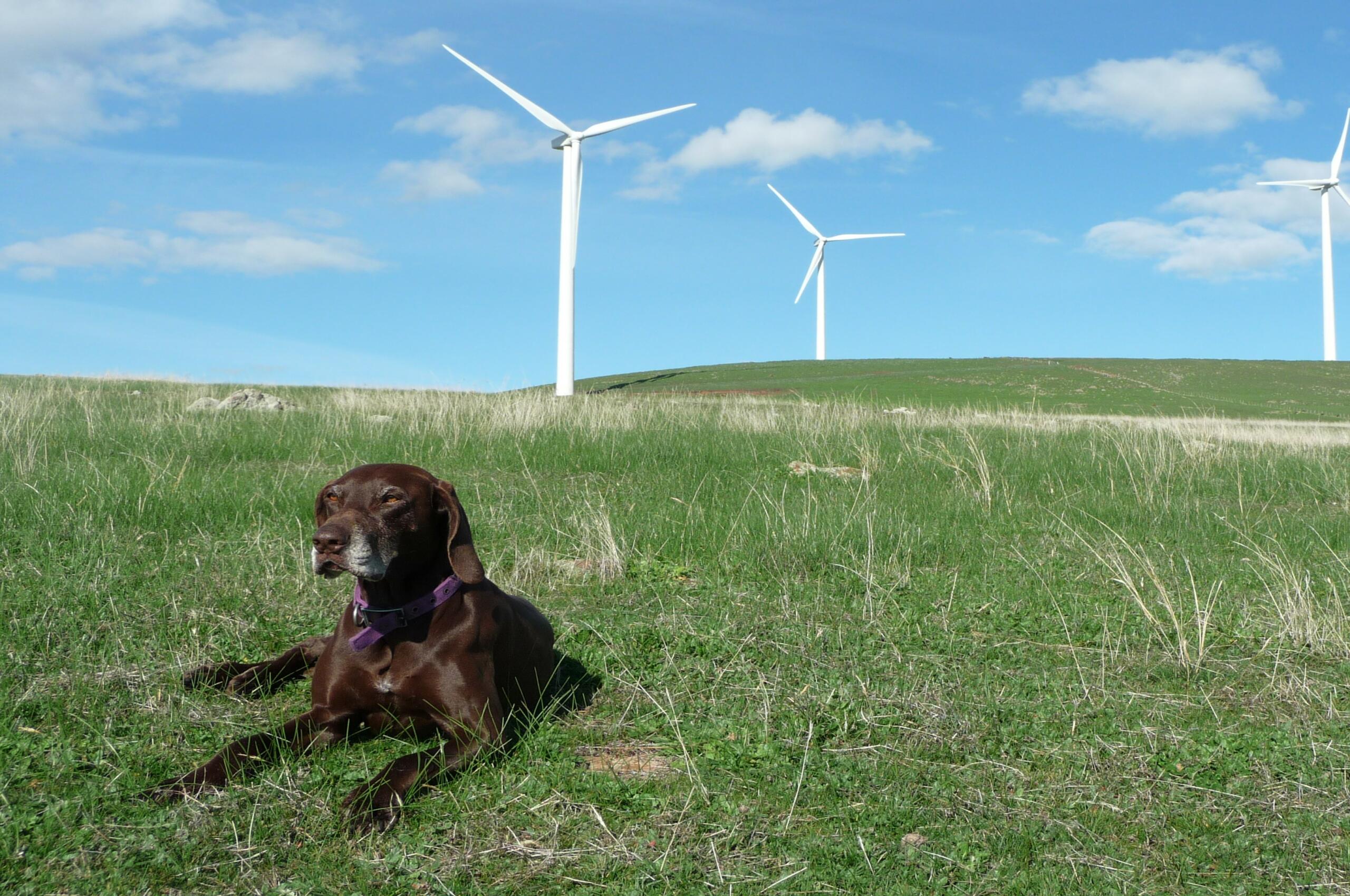 Wind energy in Australia is killing thousands of bats, but there is a ...