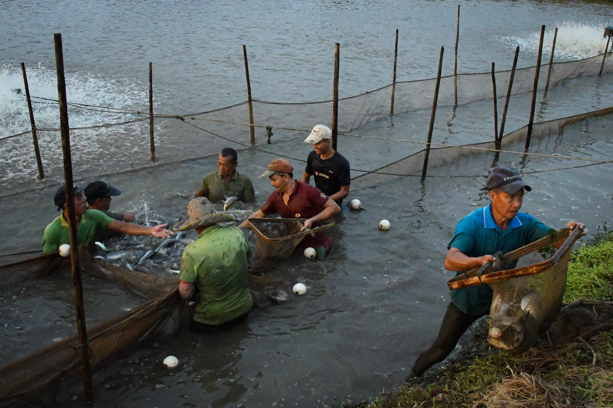 Rural revitalisation and China's eel industry –The Citizen