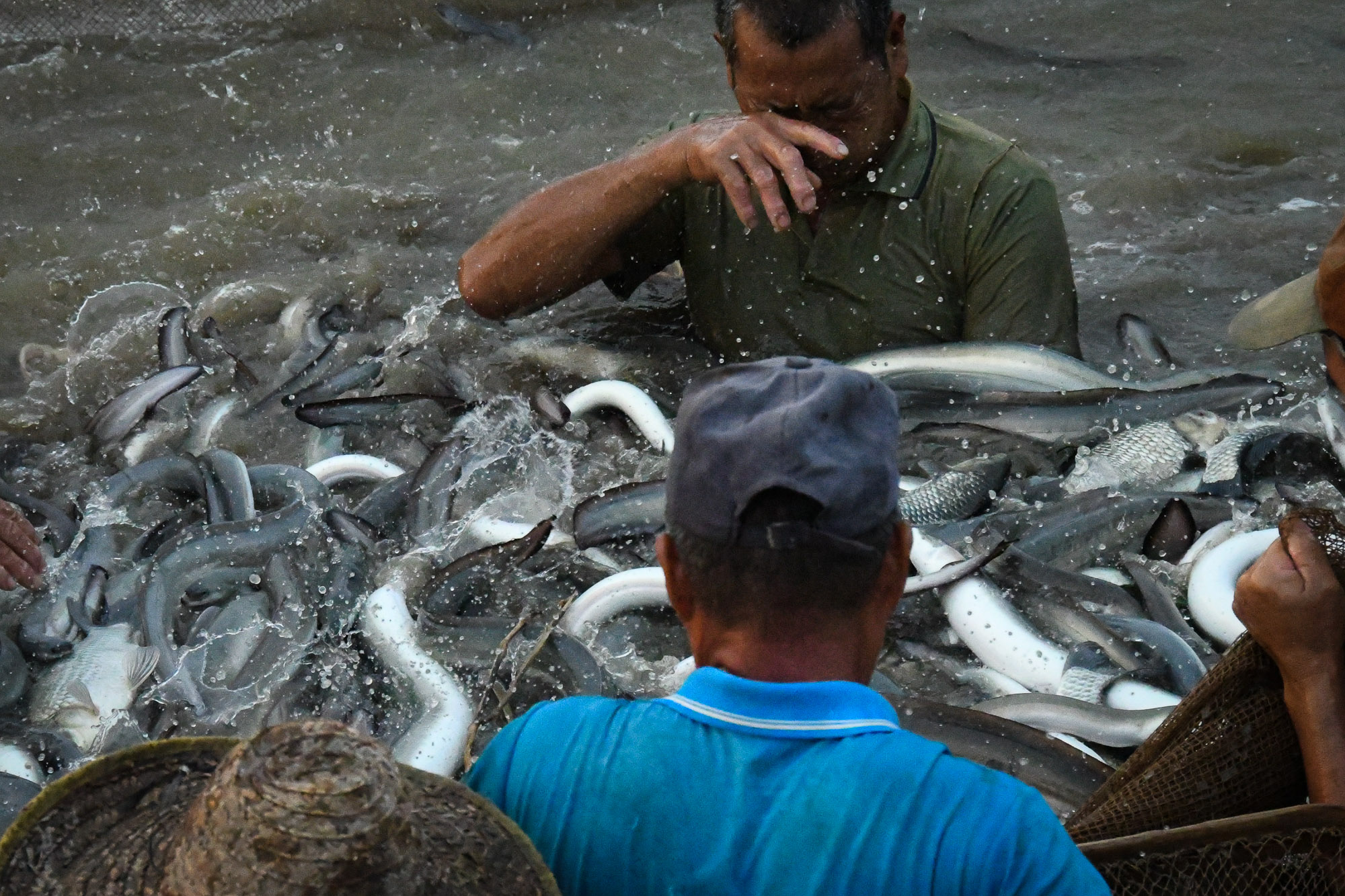 Rural revitalisation and China's eel industry –The Citizen
