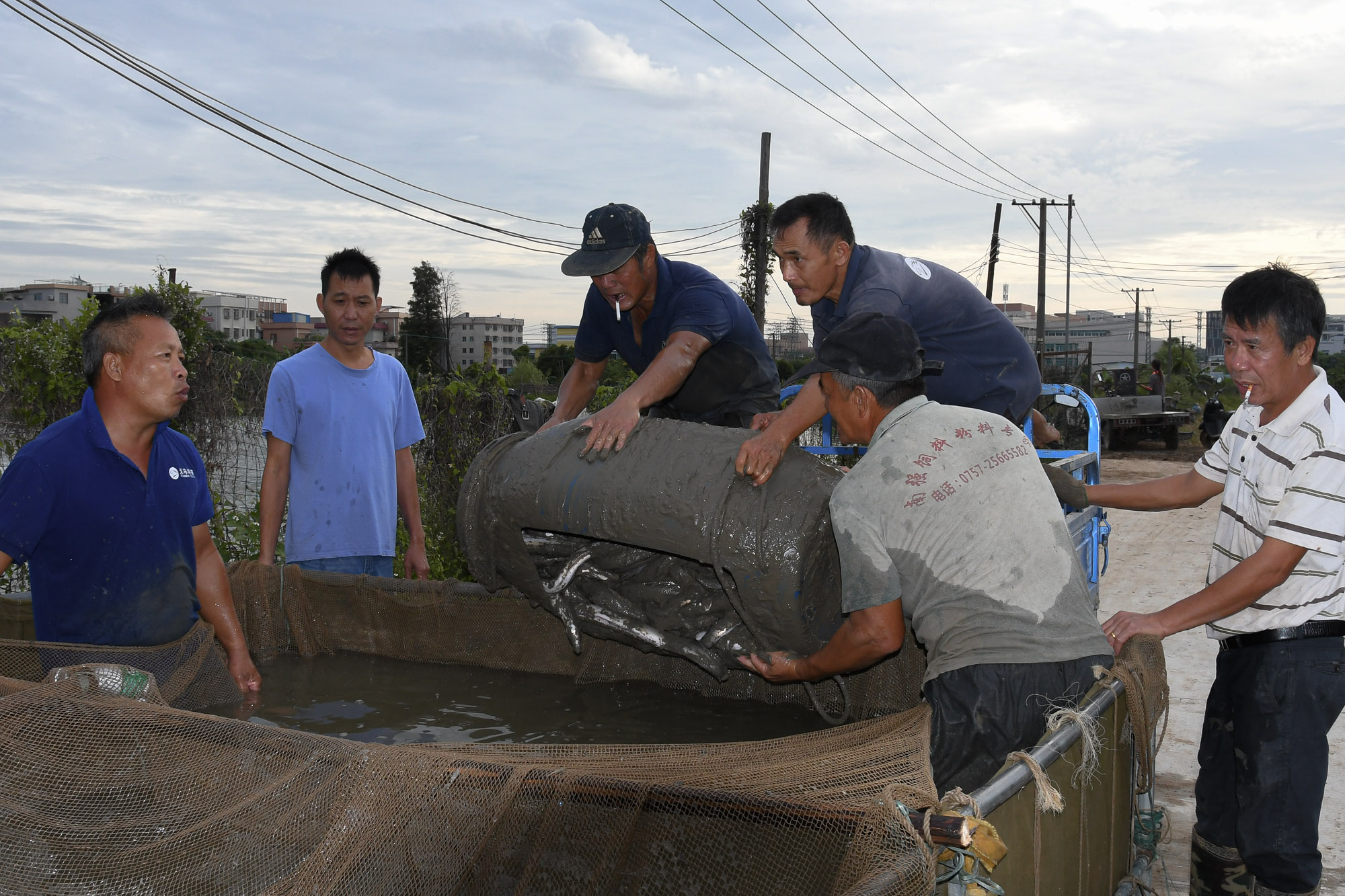 Rural revitalisation and China's eel industry –The Citizen