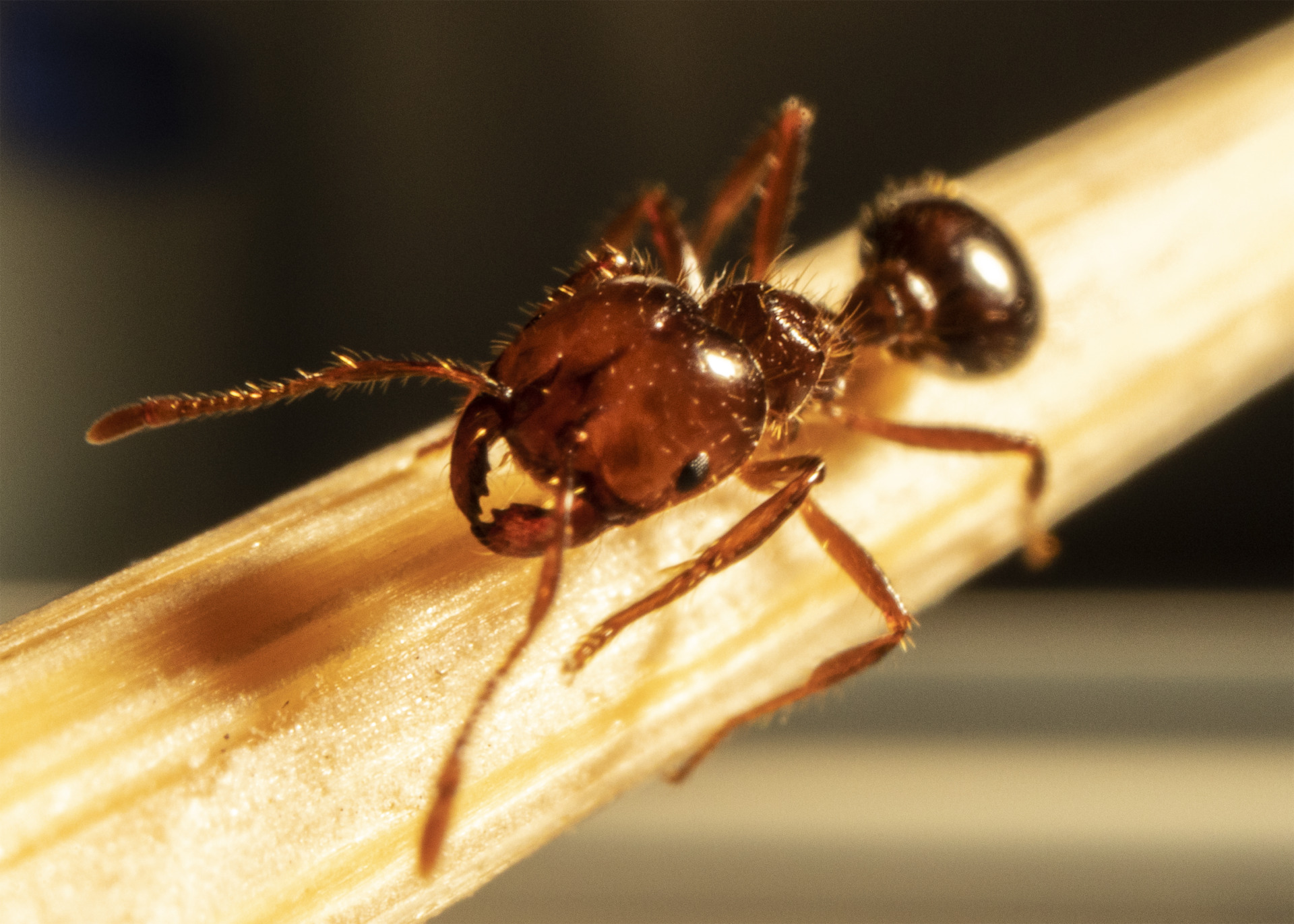 Fire ants are on the march – and you’ll know all about it when you get ...