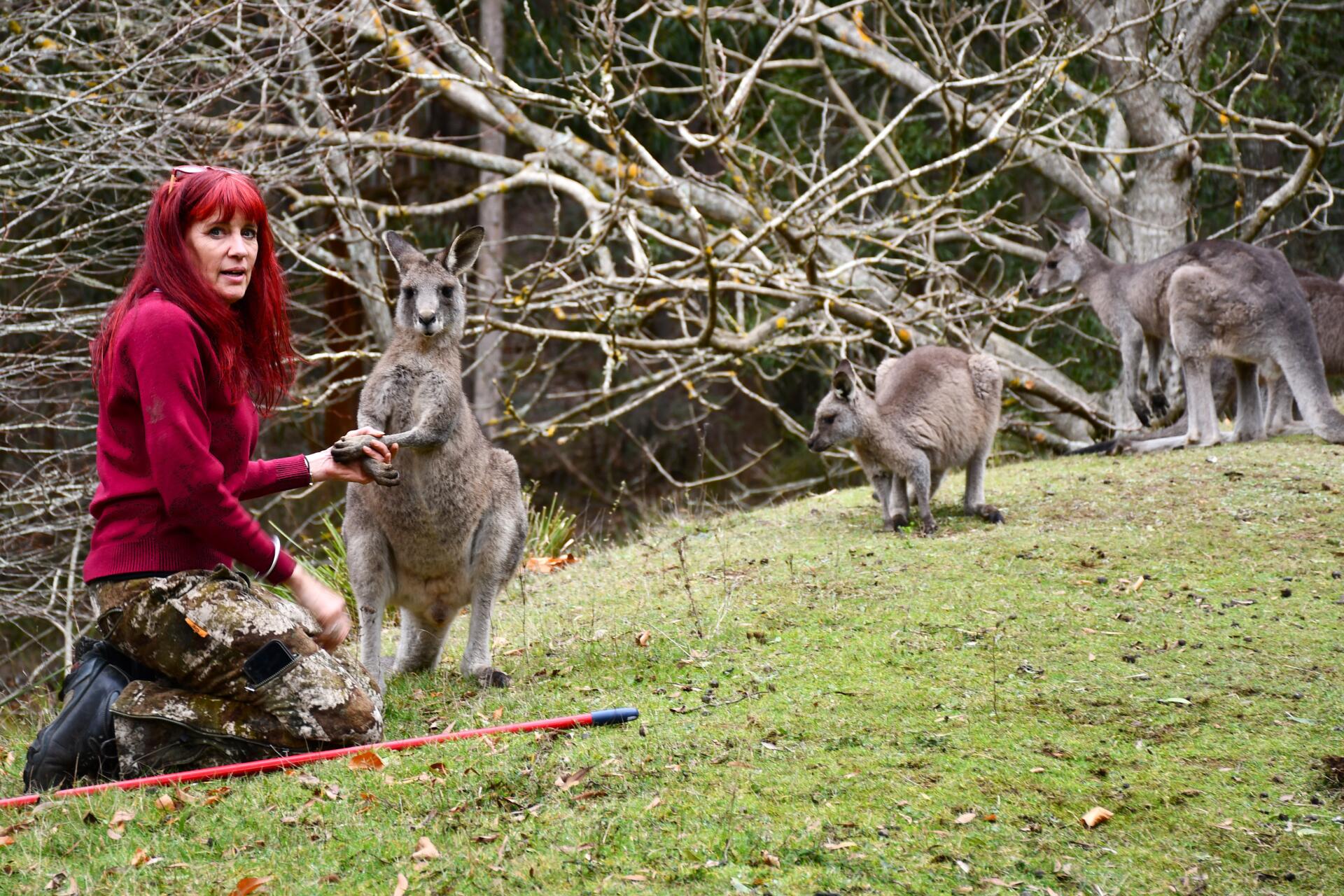 A gold coin for Victoria’s wildlife: Could a $2 road levy lighten ...
