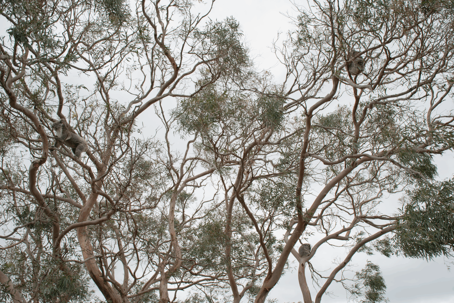 “Eating themselves out of house and home”: French Island koalas facing ...
